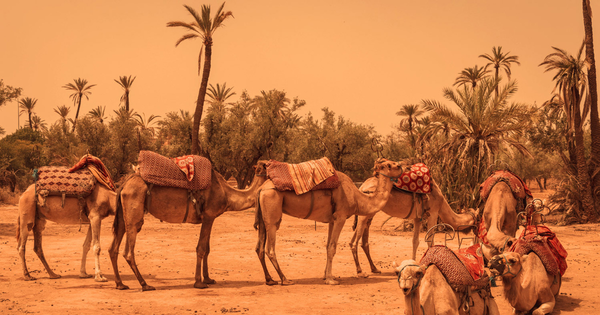 Camel rides in Marrakech » Experience your adventure in Morocco